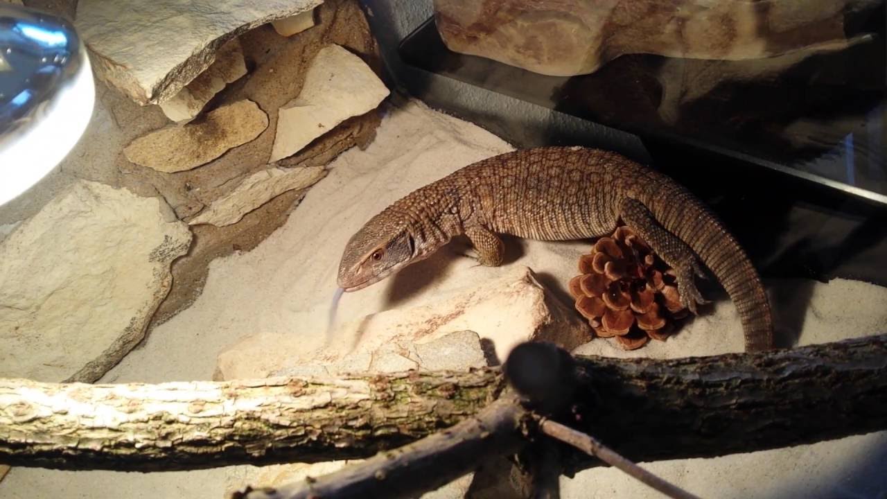 My two males Varanus exanthematicus / Savannah Monitor / Varan stepní ...