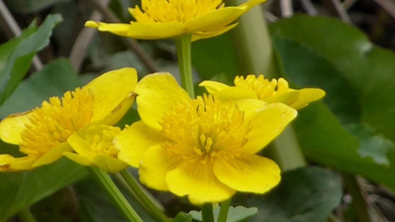 Water buttercup - Ranunculus lingua - Vatnasóley - Vatnaplöntur - YouTube