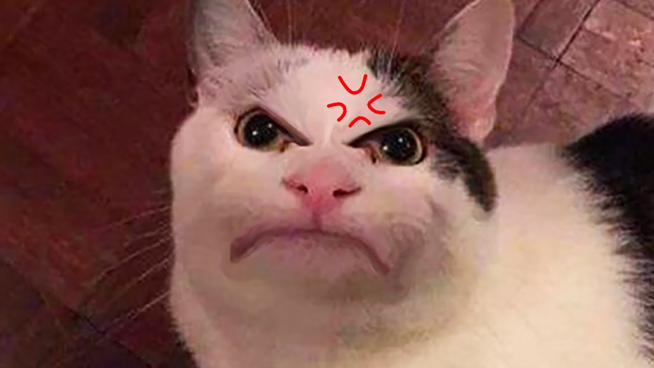 When Beluga Gets Angry... | beluga - YouTube