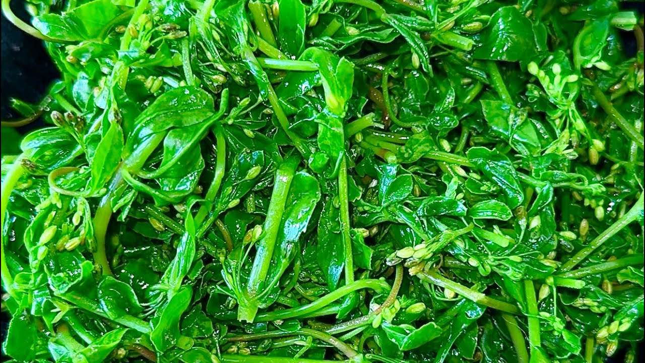 Papait insaladang maligoso edible carpet weed ilocano dish umayen ...