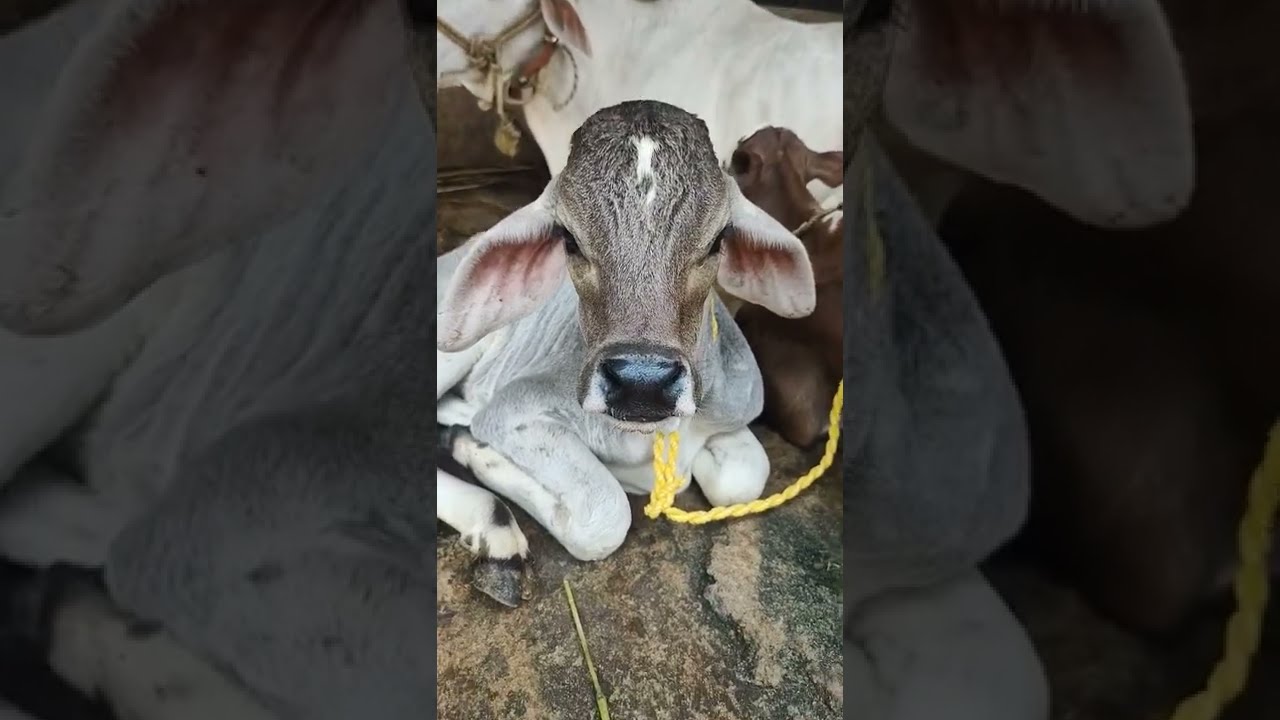 Kankrej Breed Calf | Baby Cow Videos For Kids | Calf Video | Jai Gau ...