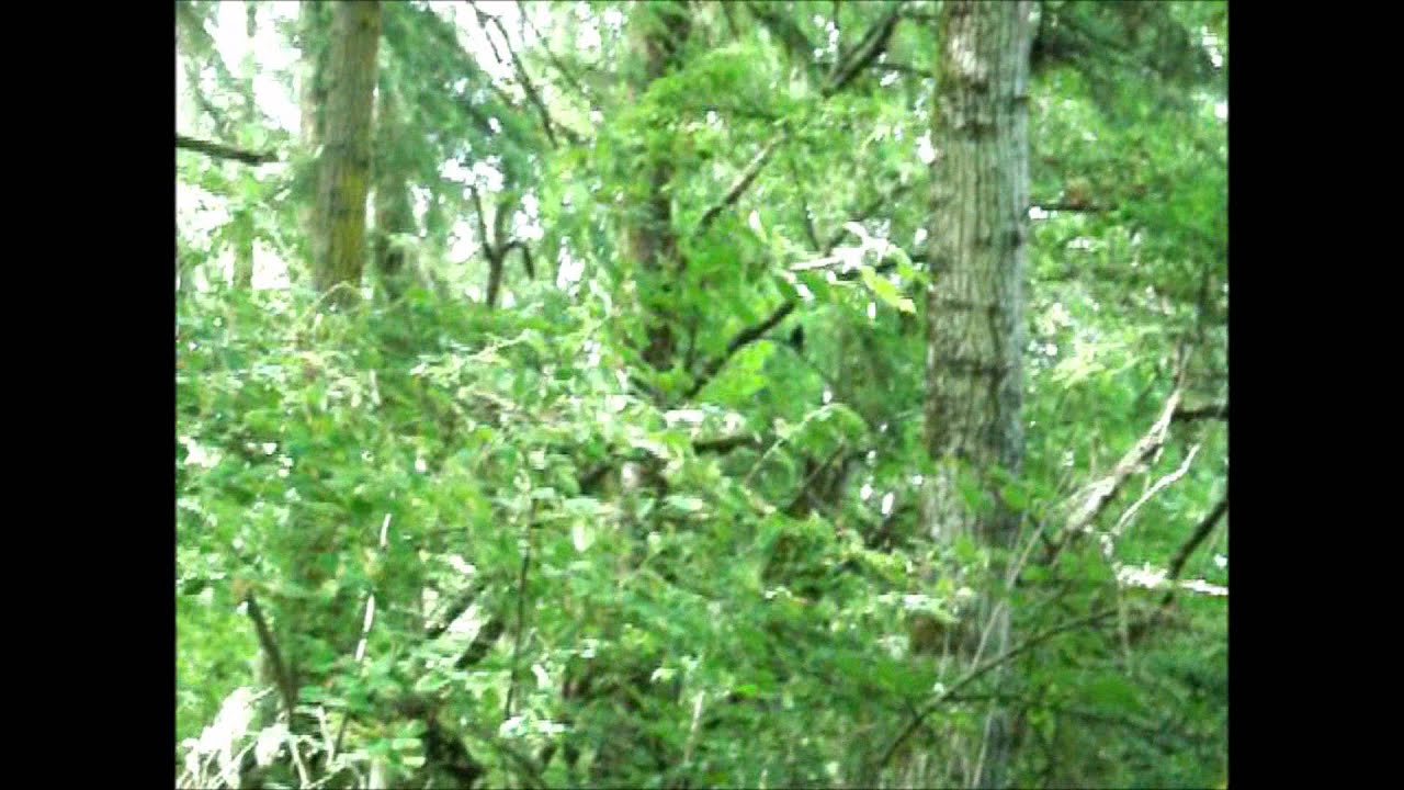 South Fork of the Santiam River - Waterloo Park, Oregon - YouTube