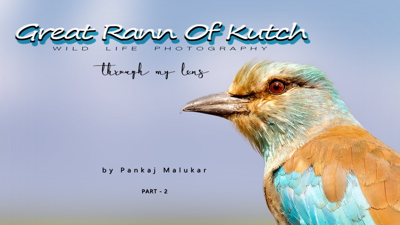 Great Rann of Kutch | Birds of Kutch | Passage Migrant Birds | Kutch ke ...