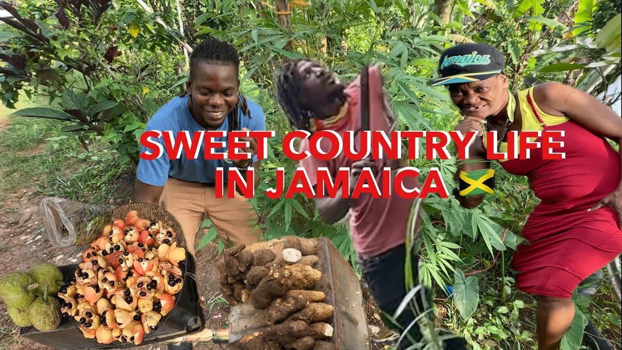 Sweet county life in Jamaica 🇯🇲 - YouTube