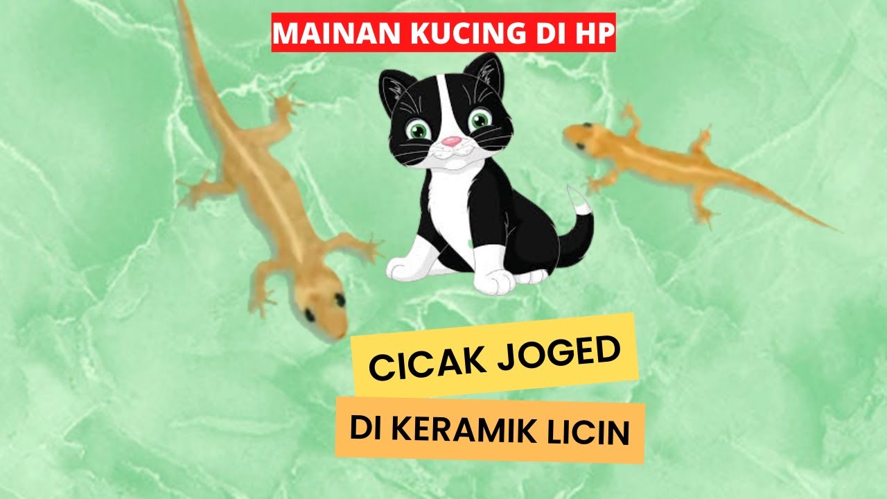 Mainan Kucing di hp | Cicak Joged | Cat Games - YouTube