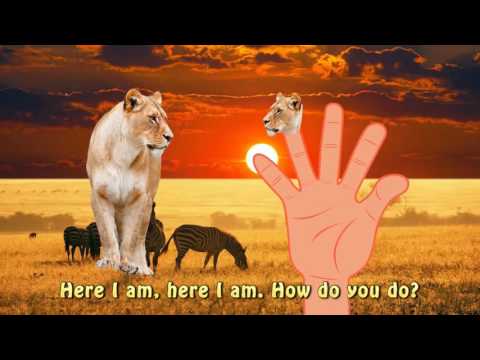 Finger Family Daddy Finger Lion Savane Animal   The Lion King Cartoons  Kids Nursery Rhymes