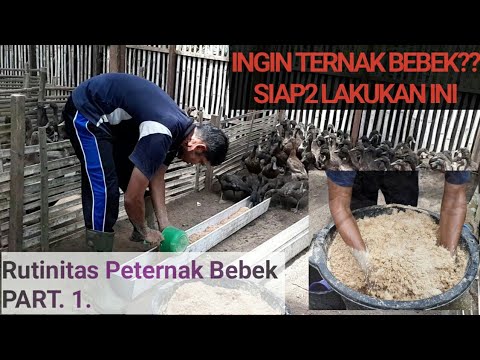 Tips dan Panduan Untuk Peternak Bebek Petulur Tahap Pertama