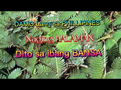 Damo Lang sa Pinas, Halaman dito sa ibang BANSA ||Yenslove Official ...