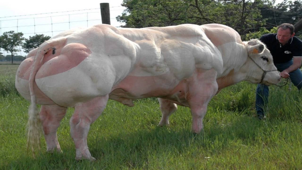 Belga azul - YouTube