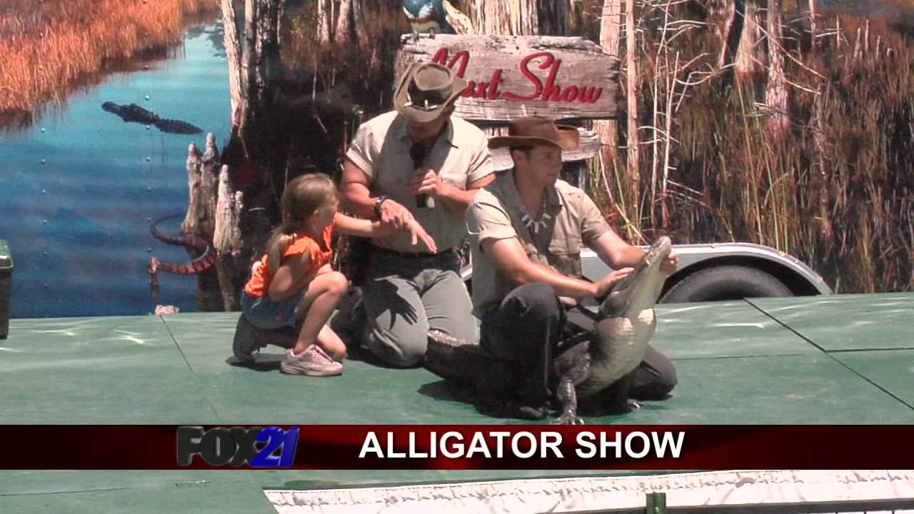 Alligator Show - YouTube