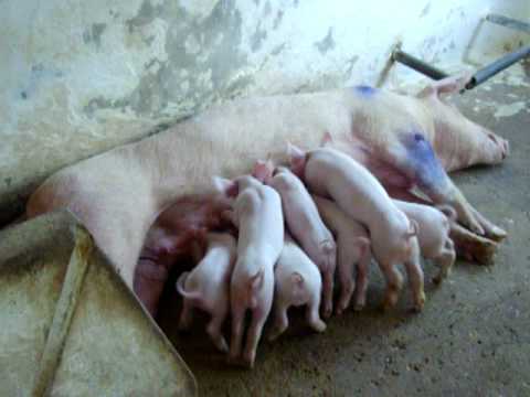 A PORCA COM SEUS FILHOTES - YouTube