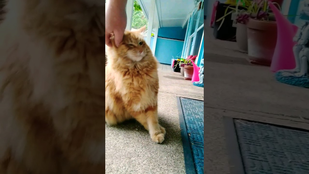 Clancy the Fancy Cat - YouTube