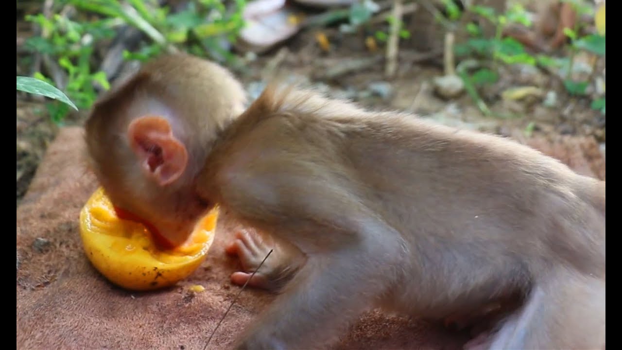 Delicious gorgeous monkey eating mango - YouTube