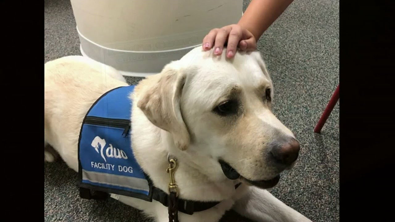 Meet 'Levi', the dog who helps child victims in St. Louis County - YouTube