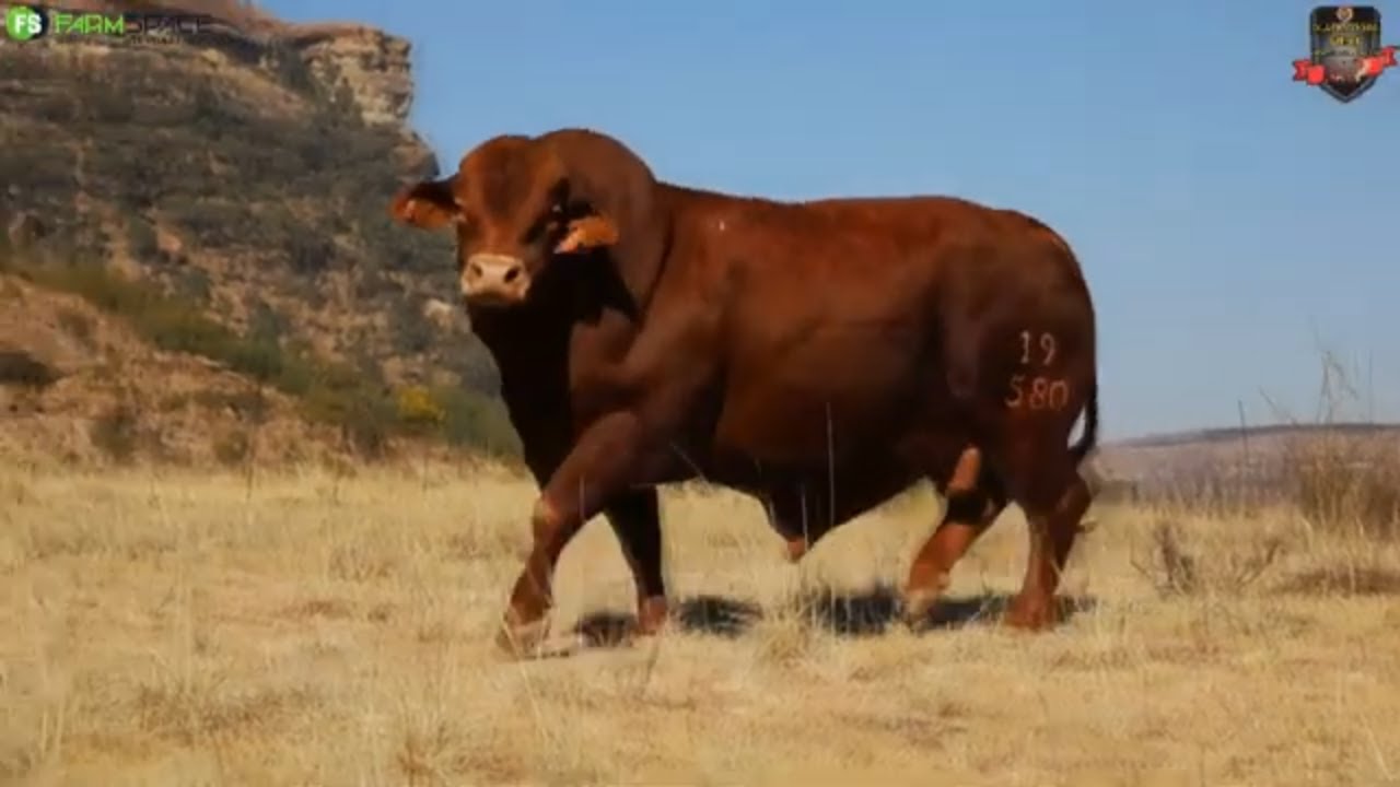 HOT 19-580 | Blackwoods Droughtmasters | Droughtmaster Eastern Club ...