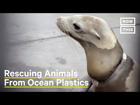 How To Save Marine Animals From Pollution