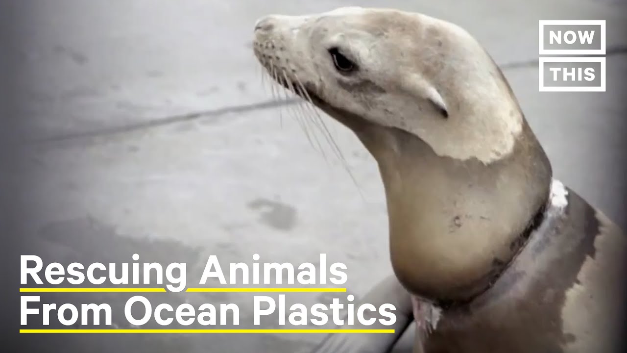 How This Org Rescues Marine Animals From Plastic Waste - YouTube