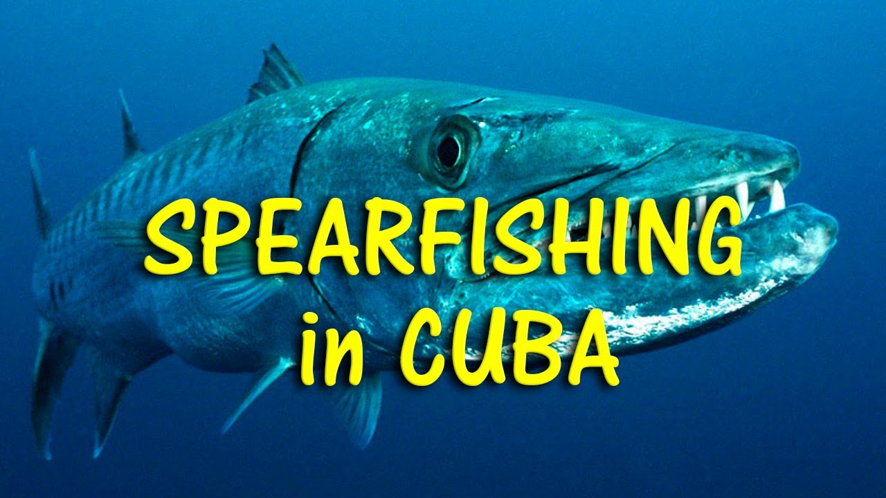Cuba's Courageous Spearfisherman - and His Deadly Catch - YouTube