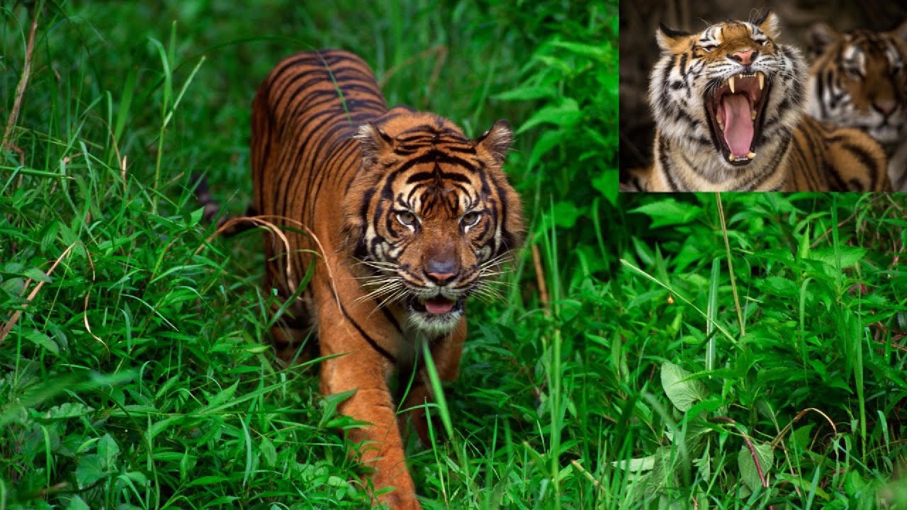 Tiger Expert Reveals Top Secrets of the Jungle's Fiercest Predator ...
