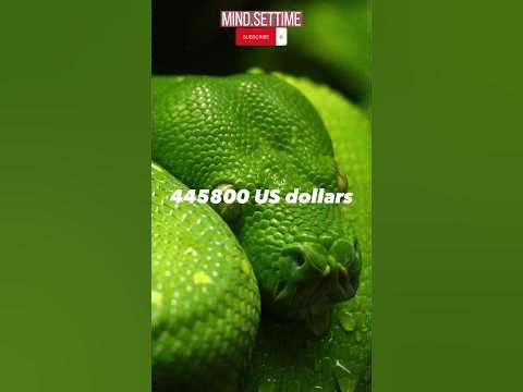 meet the most expensive snake in the world⁉️😲 - YouTube