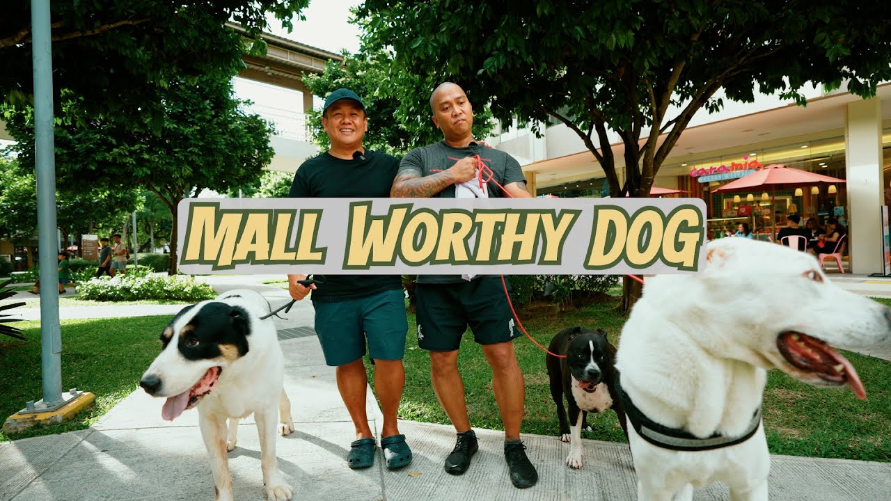 Mall Worthy Dogs - YouTube