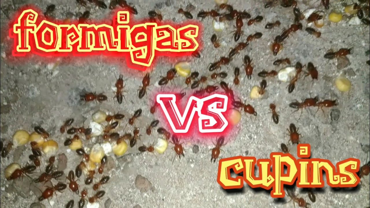 formigas vs cupins - YouTube