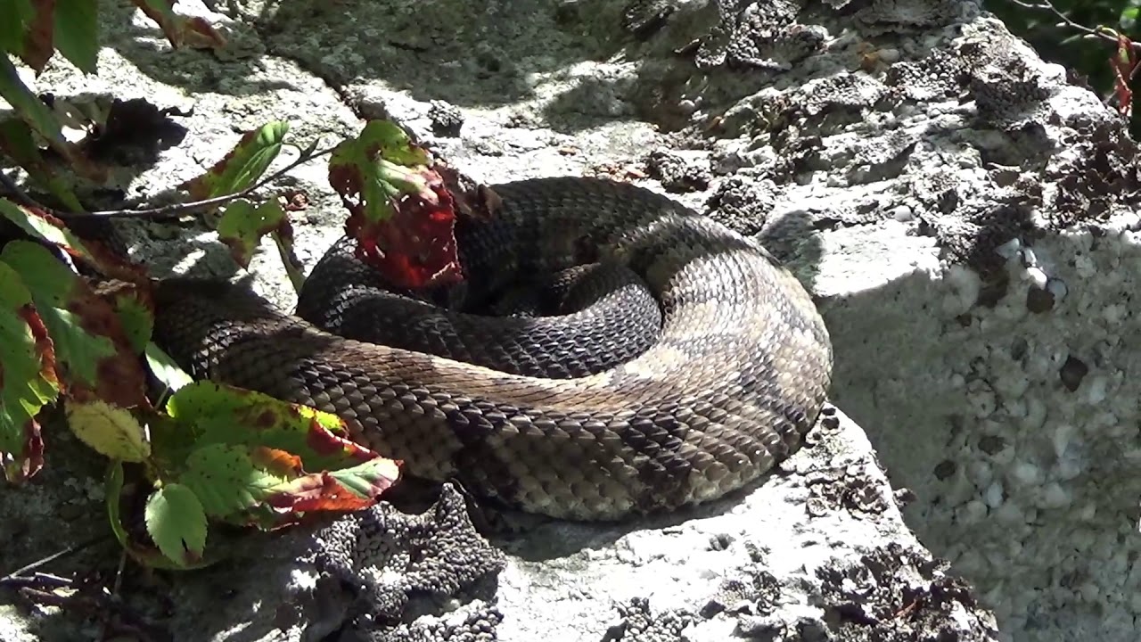 Timber Rattlesnakes and Copperheads - Video and Pics 2019 - YouTube