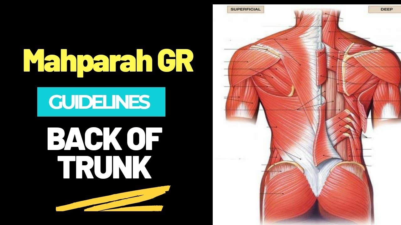 Guidelines about #Back of Trunk |1st year MBBS| - YouTube