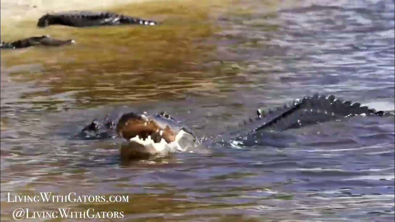 Smaller Alligators Chase & Stalk Big Alligator In Fish Feeding Frenzy ...
