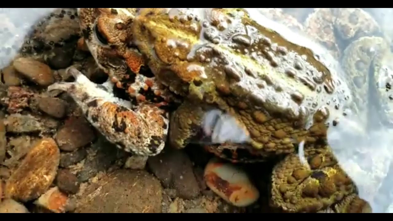Species spotlight: Western toad - YouTube