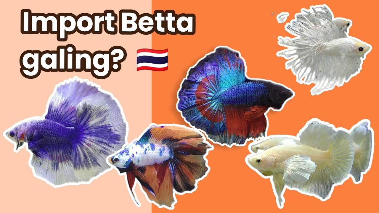 MALE BETTA FISH COMPILATION | DAET FISH CS - YouTube