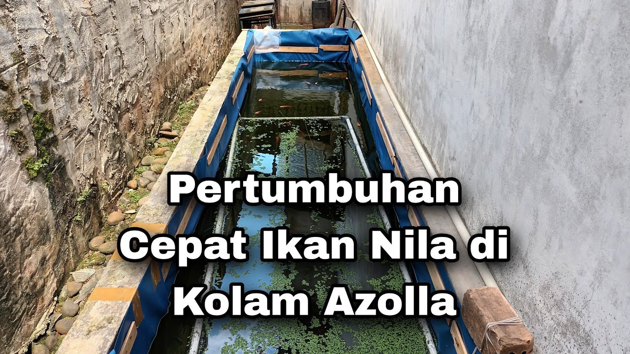 Pertumbuhan Cepat Ikan Nila di Kolam Azolla - YouTube