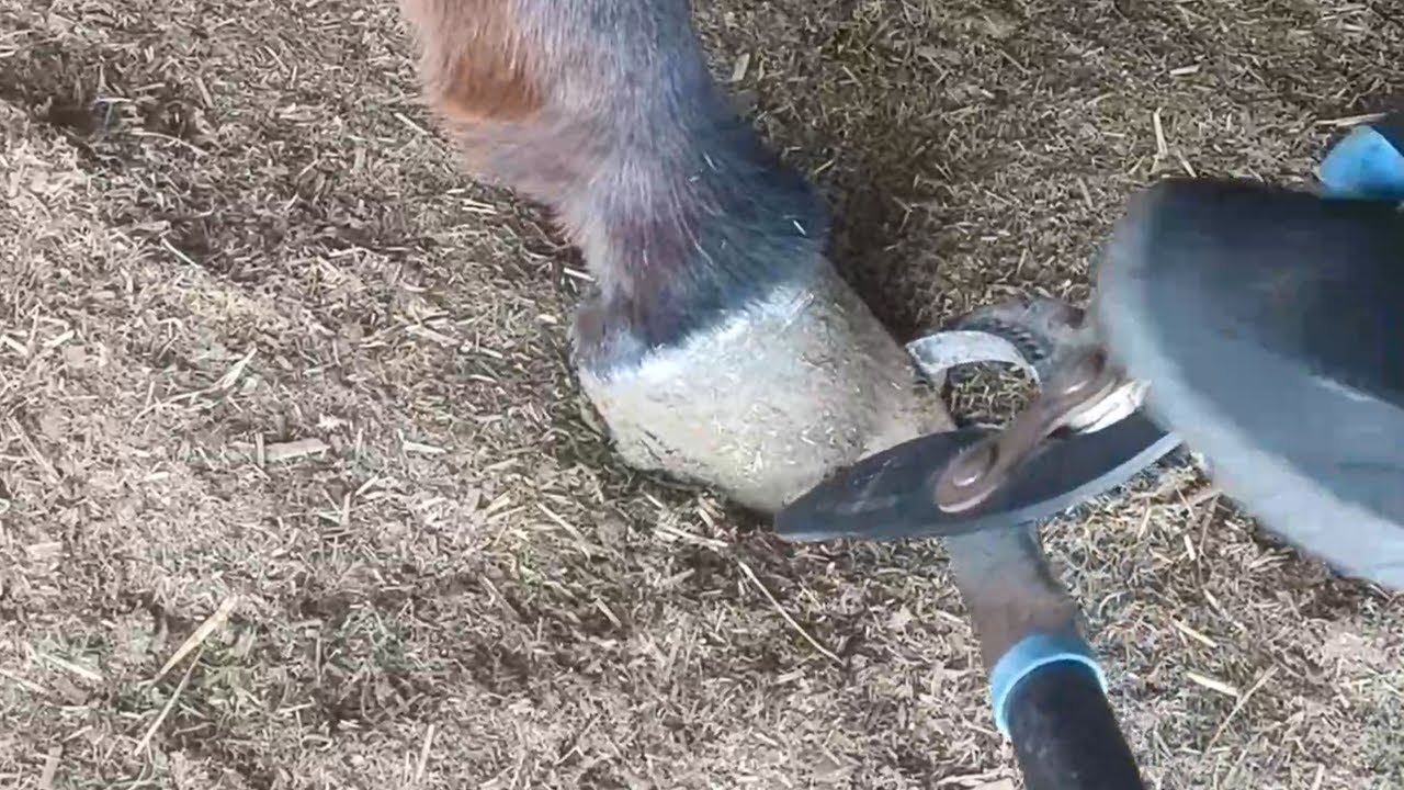 Too hard donkey hooves can only be cut off with foot pressure! - YouTube