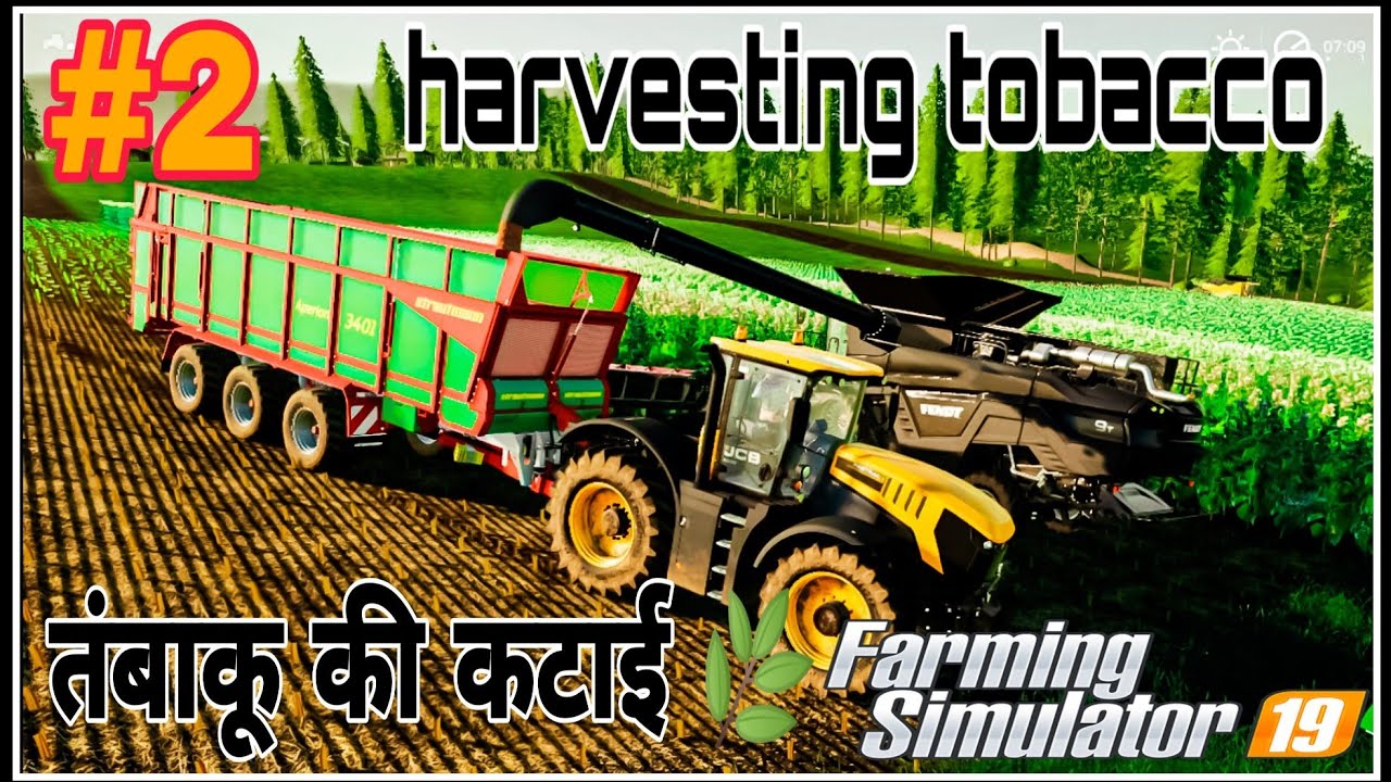 Harvesting tobacco 🌿 fs19 gameplay with laughtoman - YouTube