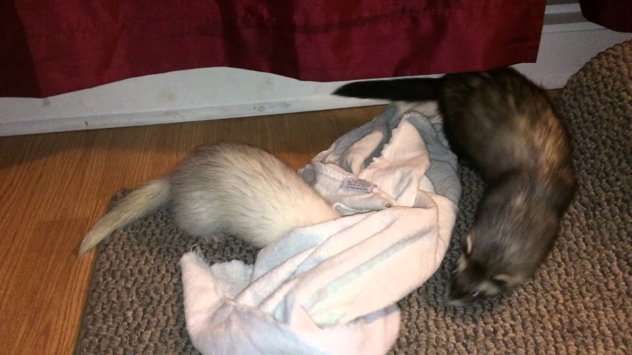 A very happy ferret making sounds - YouTube