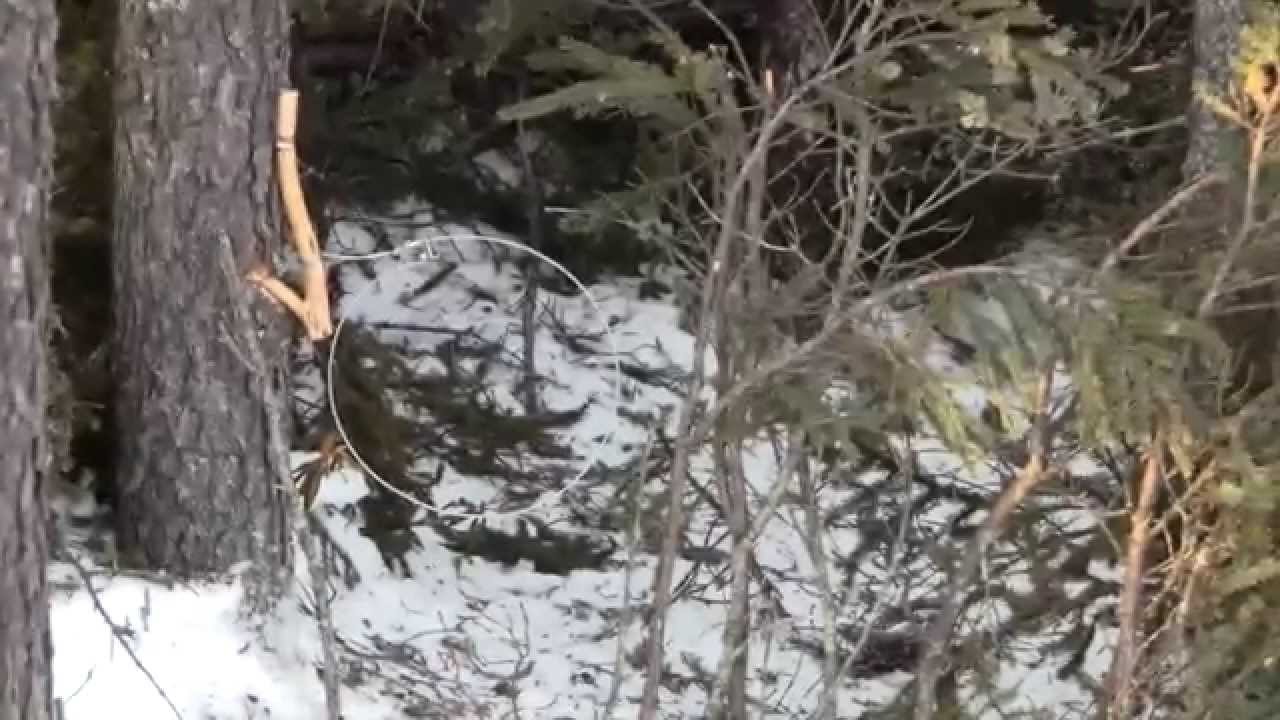 Christmas Trapline "The Flip-up snare" - YouTube