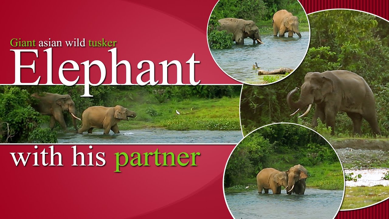 Giant asian wild tusker elephant with his partner at buxa tiger reserve ...