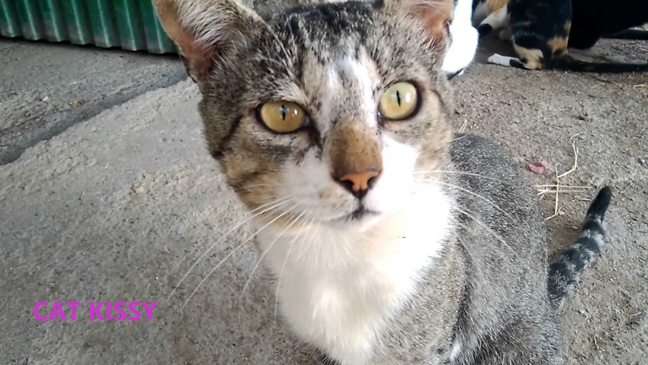 GATO CAGANDO - YouTube