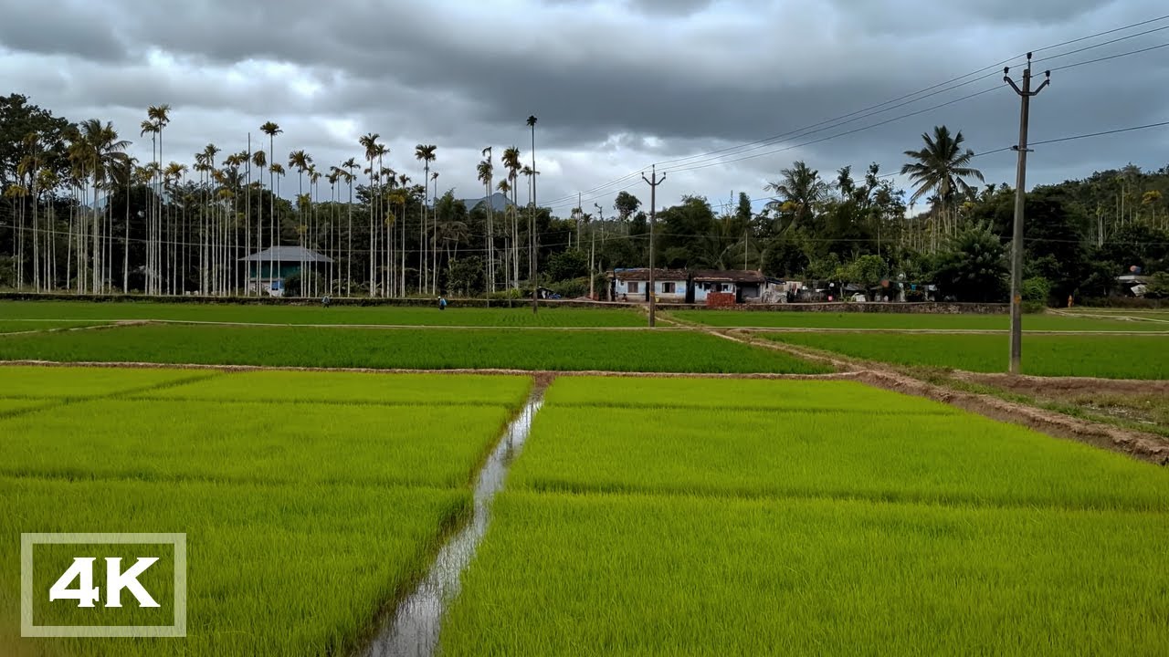 Refreshing walk in kerala through the ethereal landscapes of palakkad ...