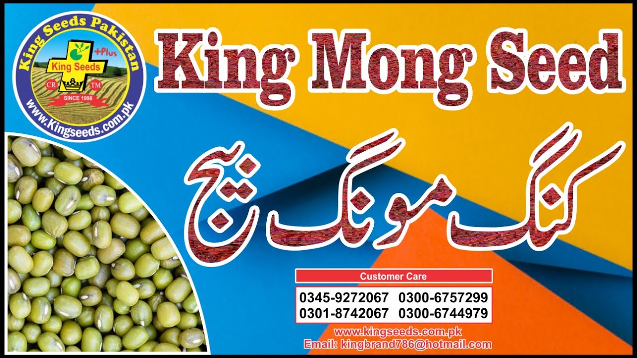 Mong Seed | King Seeds Pakistan | - YouTube
