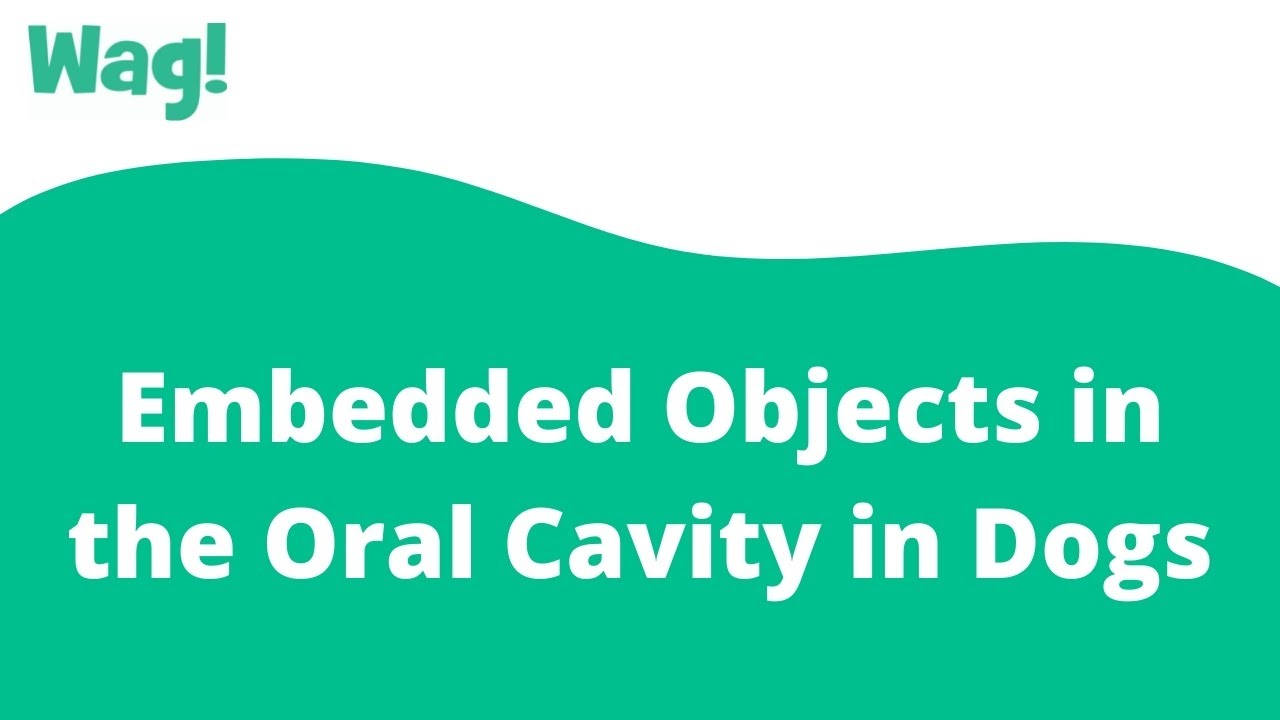Embedded Objects in the Oral Cavity in Dogs | Wag! - YouTube
