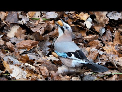 Ожидая Сойку