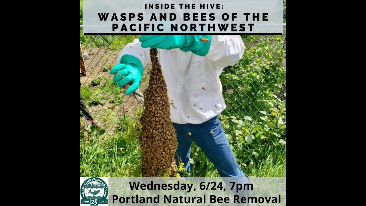 Inside The Hive: Wasps and Bees of The Pacific Northwest - YouTube