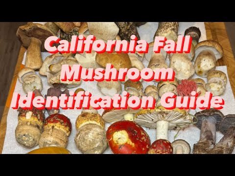 California Fall Mushroom Identification Guide: Quick Overview of Edible ...