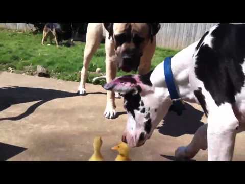 Great Dane and 200lb English Mastiff play with baby ducks