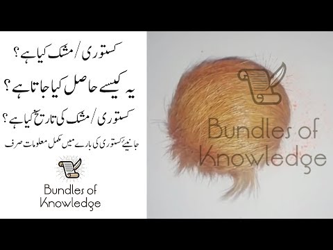 Kastori || Kastoori || original kasturi || کستوری || Detail of Deer ...