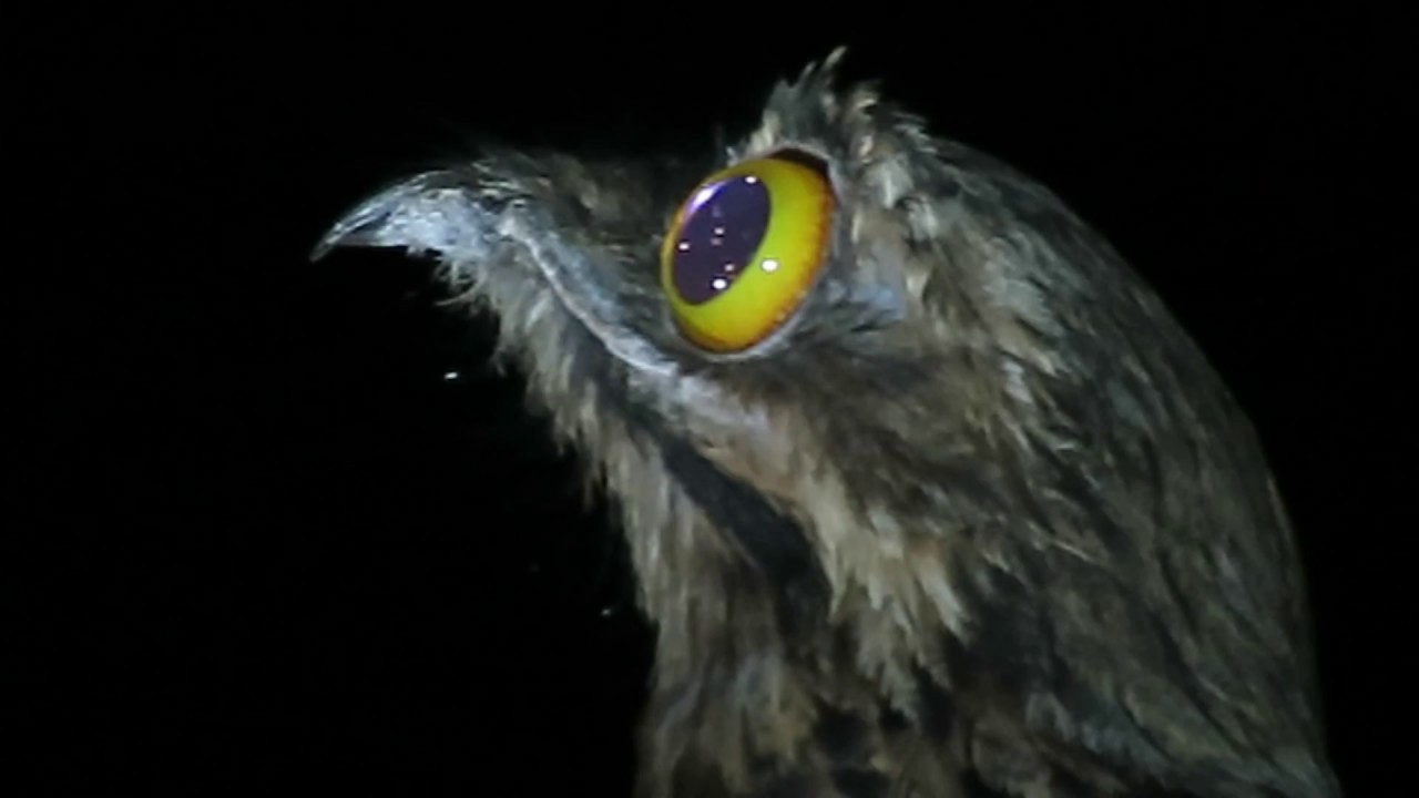 URUTAÚ (Nyctibius griseus) - MÃE DA LUA - YouTube