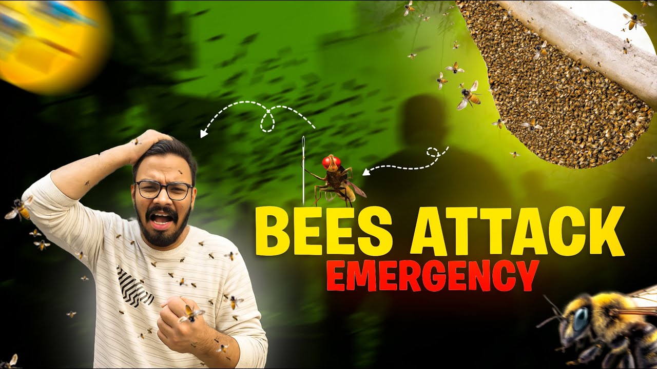 Honey Bee Attack on Shorts Bhai ........ - YouTube