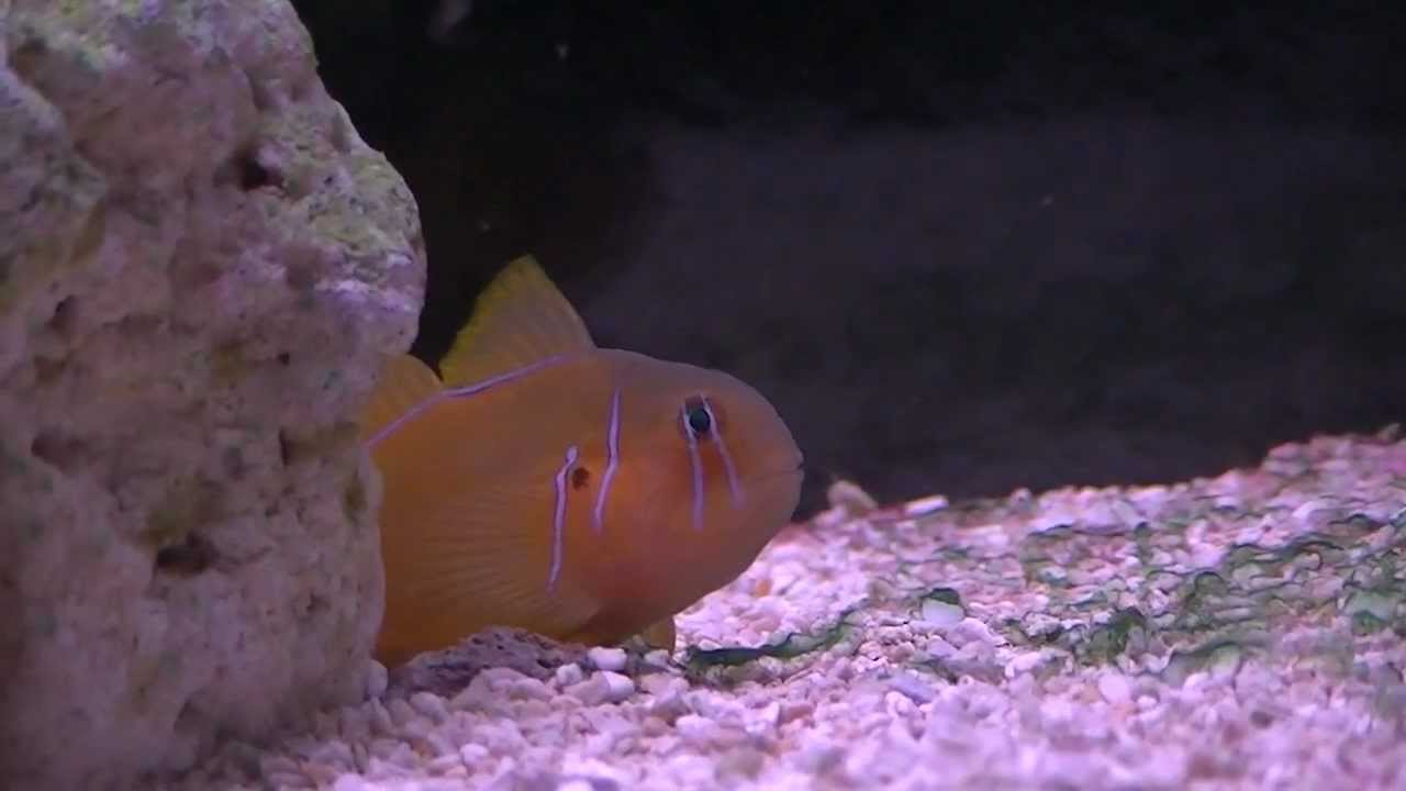 NEW Citrinis Clown Goby (Gobiodon Citrinus) - (September 24, 2012 ...