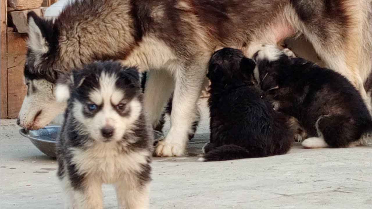 Siberian Husky puppies Pakistan mein Mil Jayenge - YouTube
